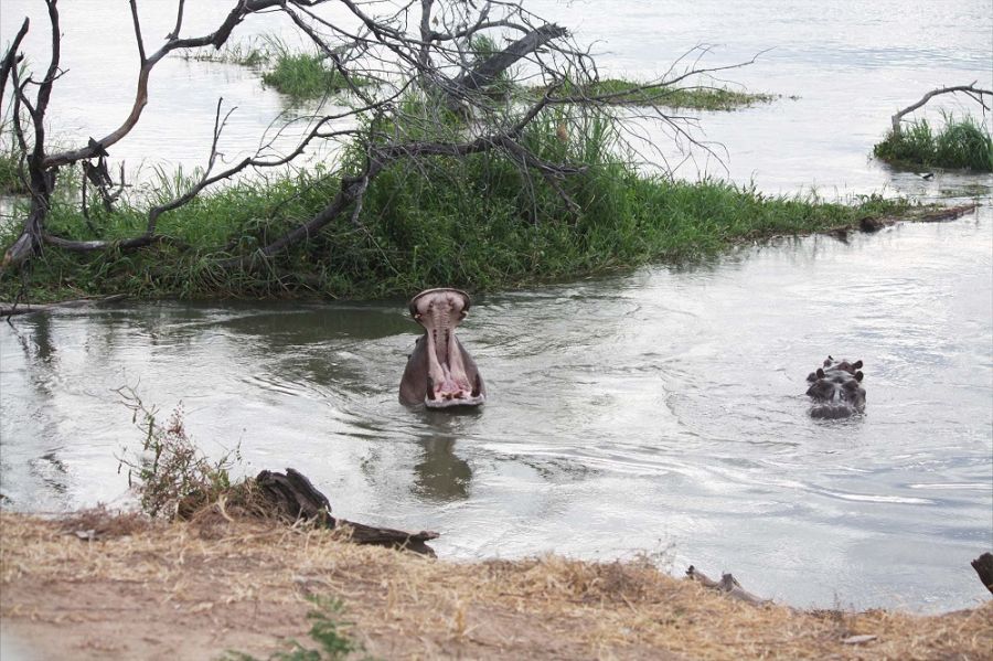 Warthogs Safari Camp Accommodation in Kariba Zimbabwe | Bargain Buys